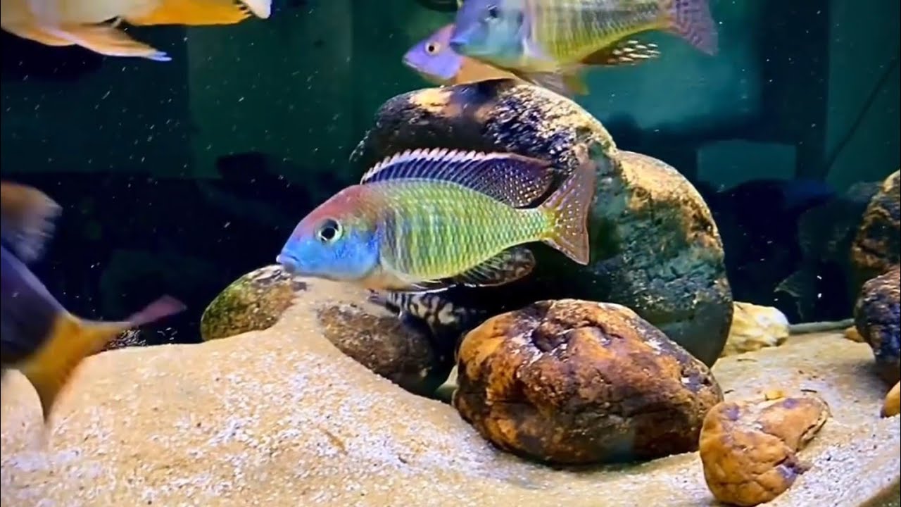 Cá ali mũ đỏ - Lethrinops Red Cap - Lethrinops sp. ‘Red Cap’ Mdoka ...