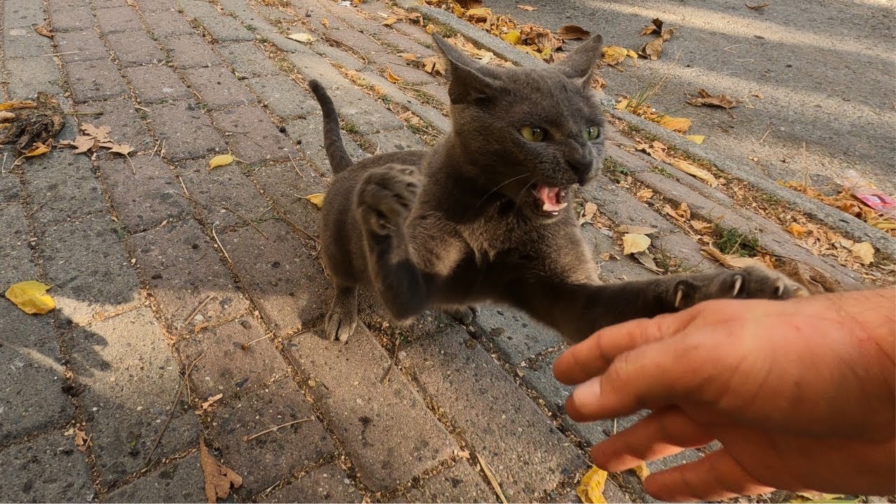 Angry gray cat is the enemy of everything that moves - YouTube