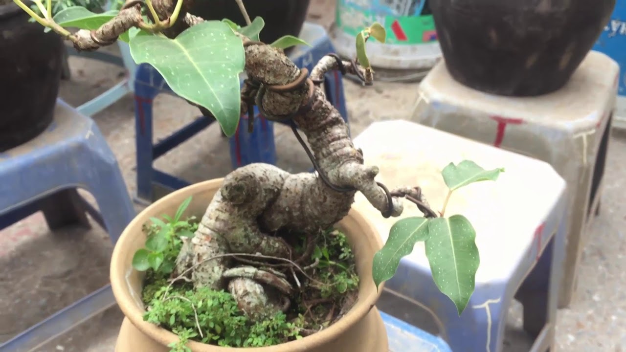 CẶP TÚC BONSAI MINI 4 TRIỆU CỦA BỐ LẬP QUÁ BẮT MẮT - YouTube