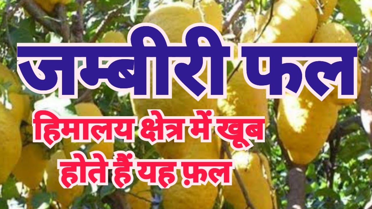 Jambiri fruit | जम्बीरी | Rough lemon | Deshi sour fruit | हिमालय नींबू ...