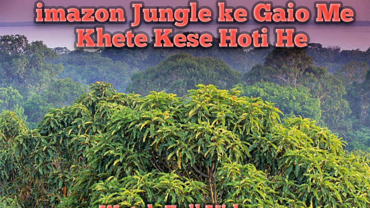 Imazon Jungle ke gaio Me Khette Kese hote he? - YouTube