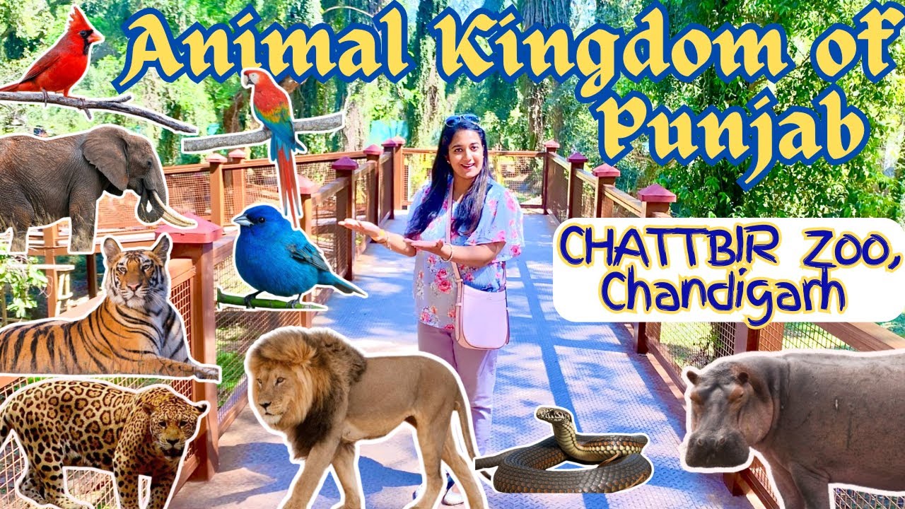 Chhatbir zoo in chandigarh - Ticket price 2024 Complete Guide ...