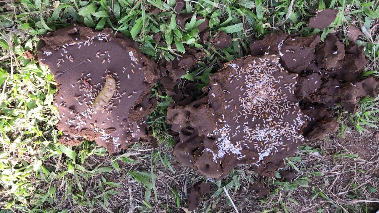 Queen Anay - YouTube