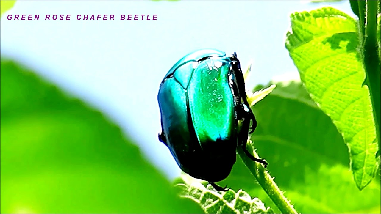 GREEN ROSE CHAFER BEETLE - YouTube