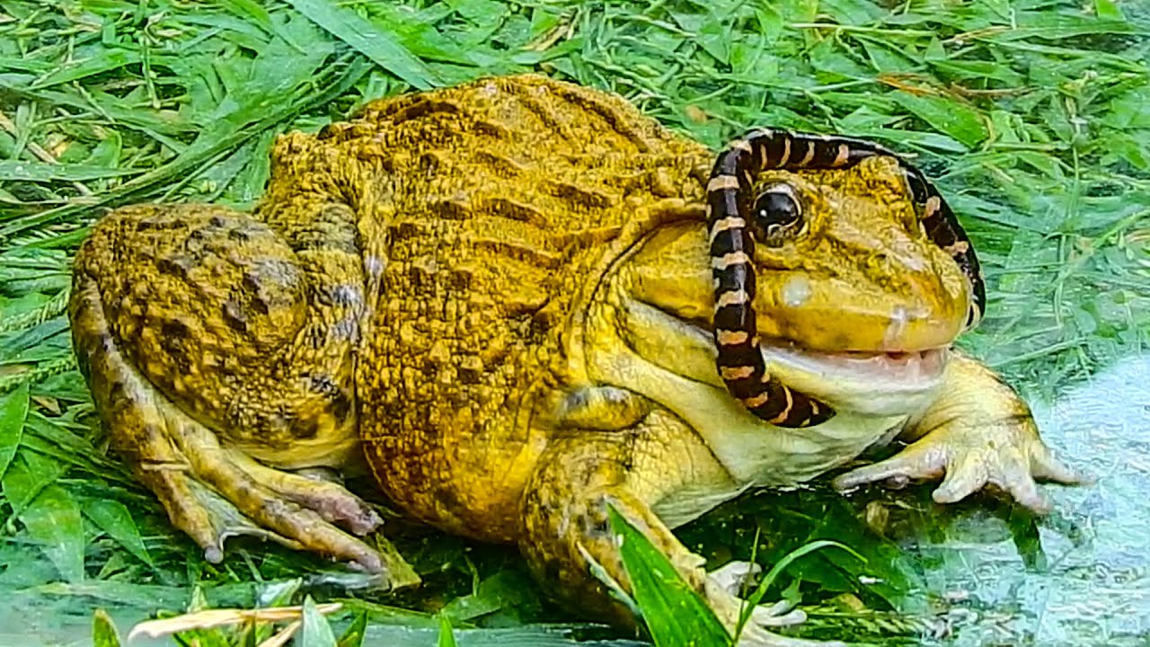 Amazing snake ! my bullfrog can't eat this snake - YouTube