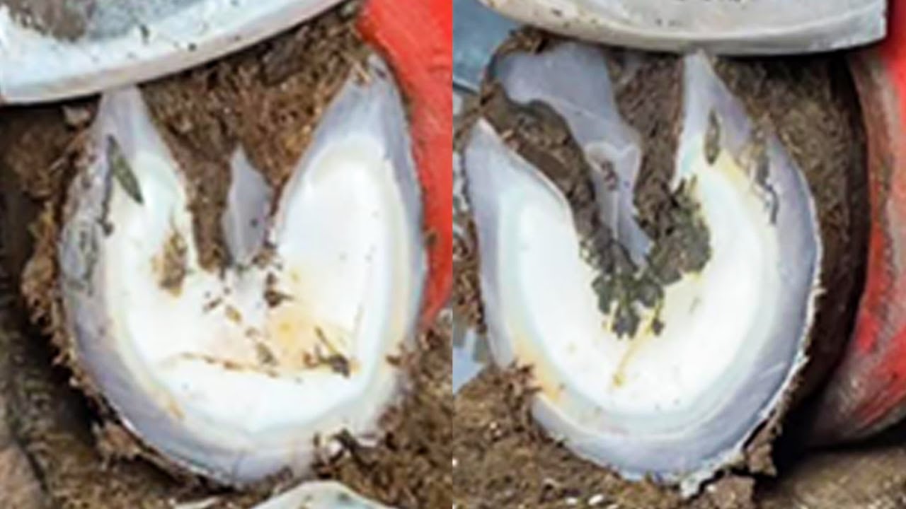 The donkey's hooves are very white, like coconut chips cut into pieces ...