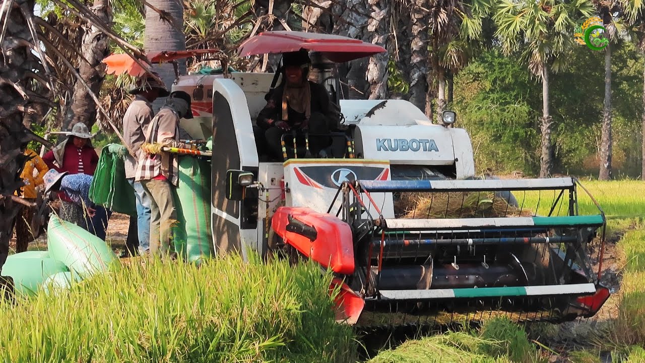 Perfect Team Rice Harvest At Rice Farm By Kubota Rice Harvesting ...