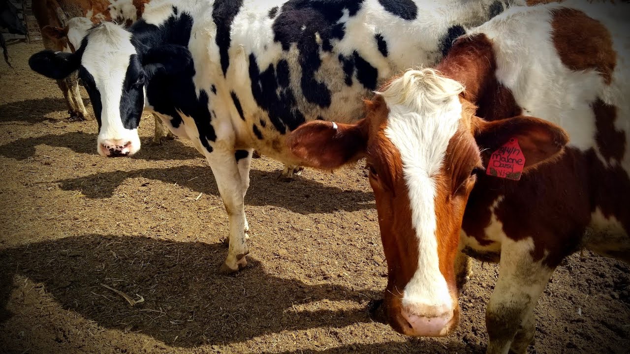Would We Go Back To Dairy🤔 - YouTube