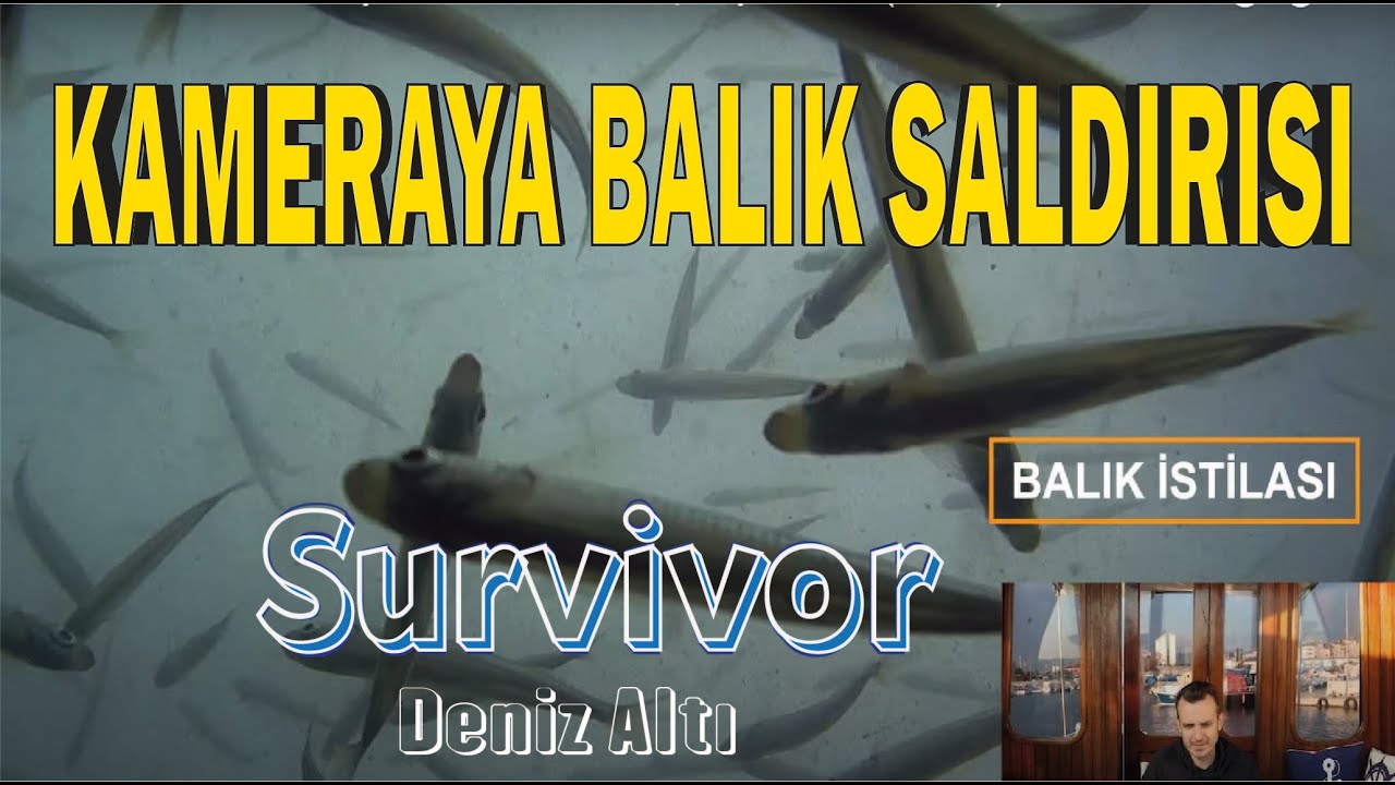 Kameraya Balık Saldırısı! Kefaller ,Sürü Kovaladı/SURVIVOR -DENİZ ALTI ...