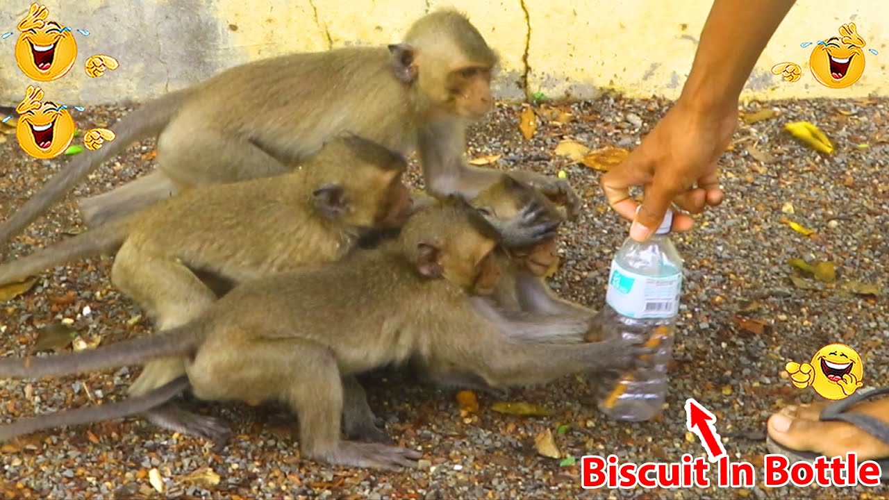 Monkey video Prank monkey #funny #monkey #monkeyvideo #animals # ...