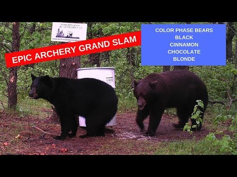 Epic bear hunting adventure: Grand Slam of color phase bears - YouTube