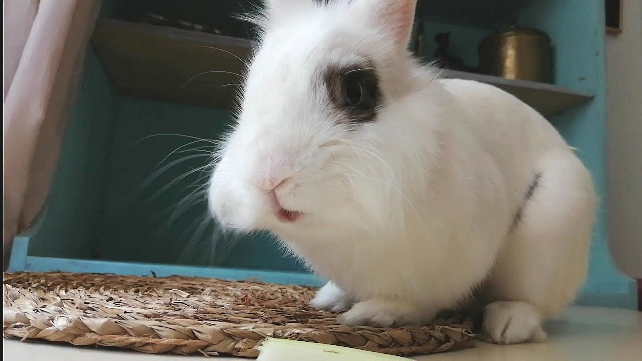 Conejo se siente Feliz Comiendo Apio! Happy Bunny Eating 😊🐰 - YouTube