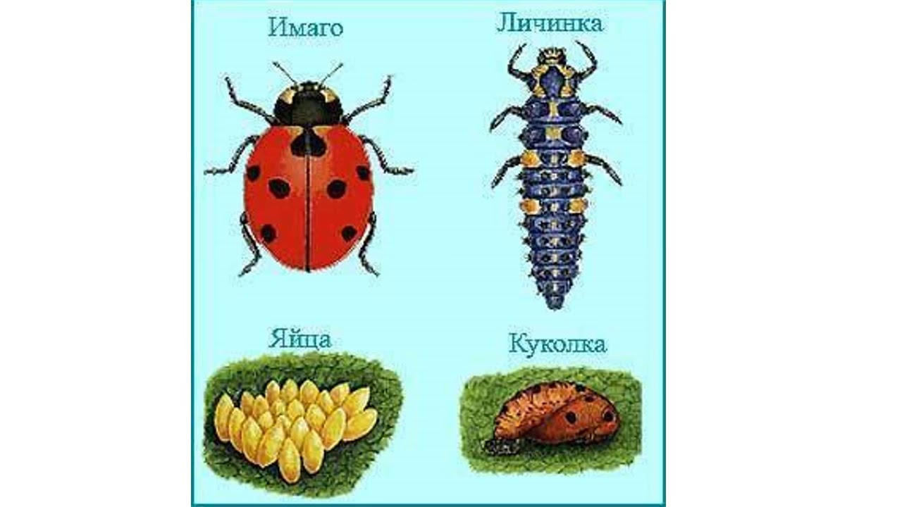 божья коровка презентация СКАЗКА - YouTube