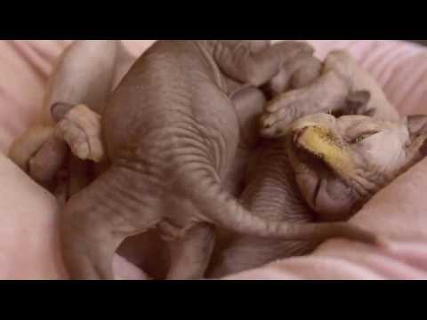 Sphynx kittens - A MAELA MIN: Candy x London(12-05-2013)