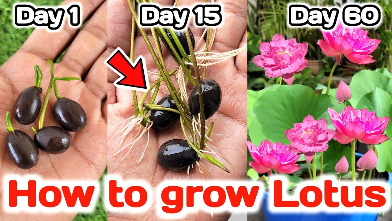 How to Grow Lotus from seeds | How to grow lotus from Rhizome - YouTube