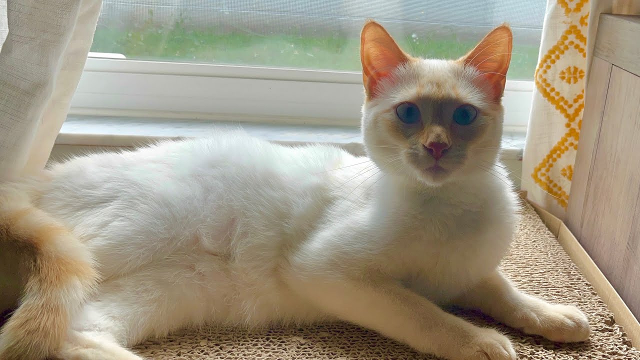 Trilling Cat Yawns And Stretches - YouTube