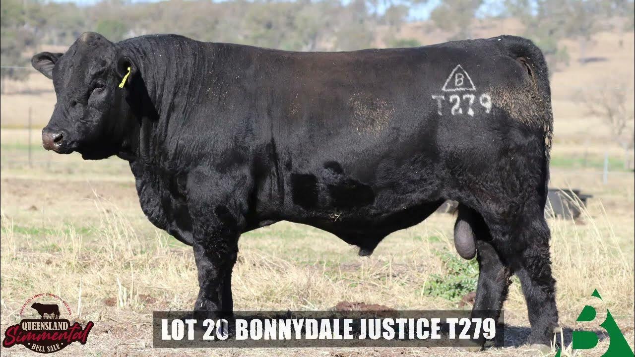 Lot 20 Bonnydale Justice T279 - YouTube