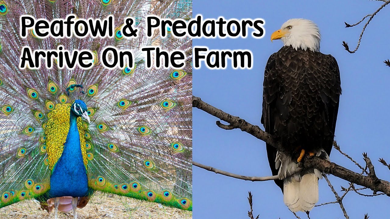 Peafowl and Predators Arrive on the Farm - Keeping Animals Safe - YouTube