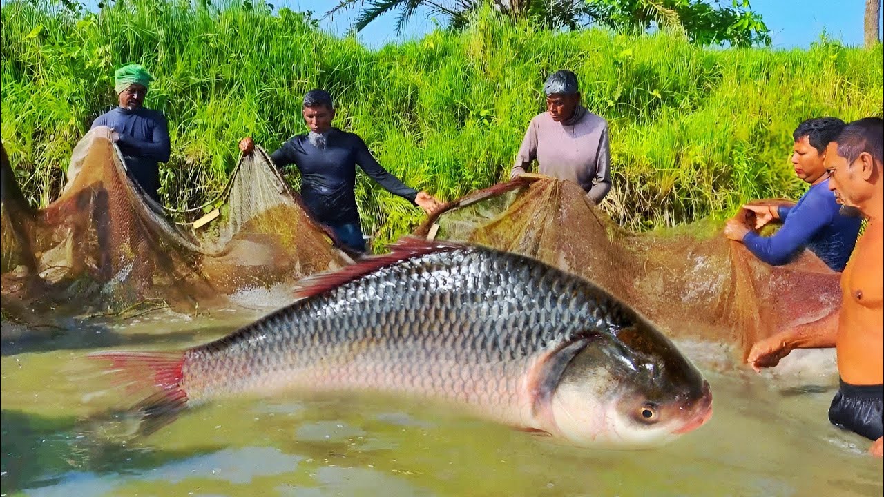 Amazing Fishing Video || Shocking River Fishing! Big Net Catch in Canal ...
