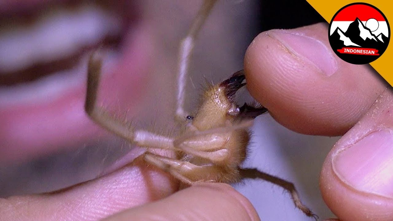 Laba-laba Unta Menggigit Jari Saya 🕷️ Sakitnya Luar Biasa | Makhluk ...