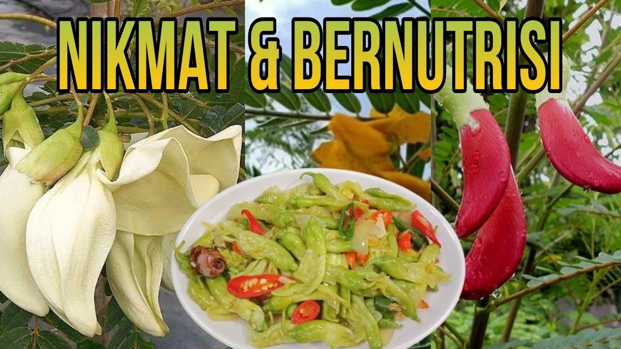 NIKMATNYA BUNGA TURI & MANFAATNYA BAGI KESEHATAN #232 - YouTube