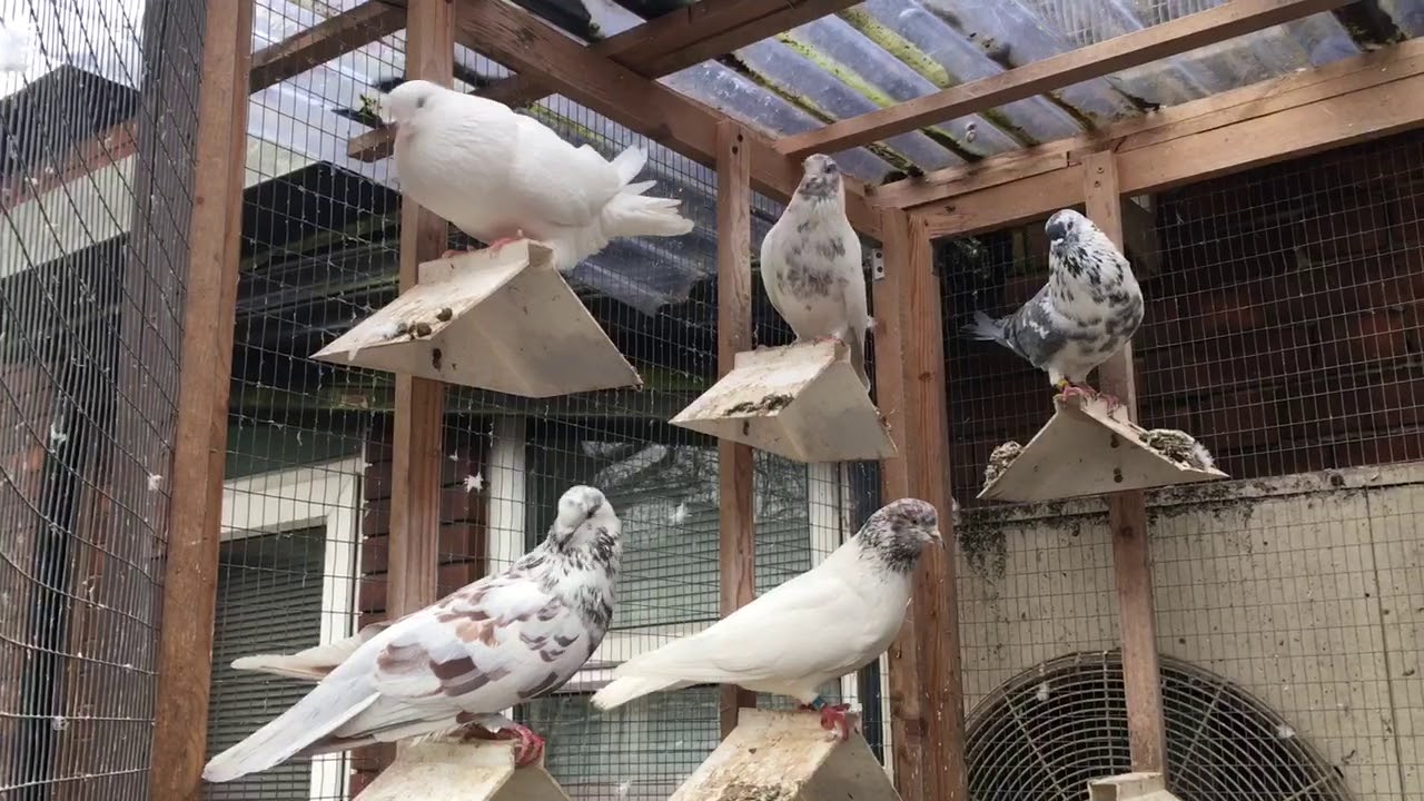 Iranian high flyers in uk - YouTube