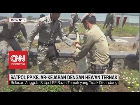 Razia, Satpol PP Kejar-kejaran dengan Hewan Ternak