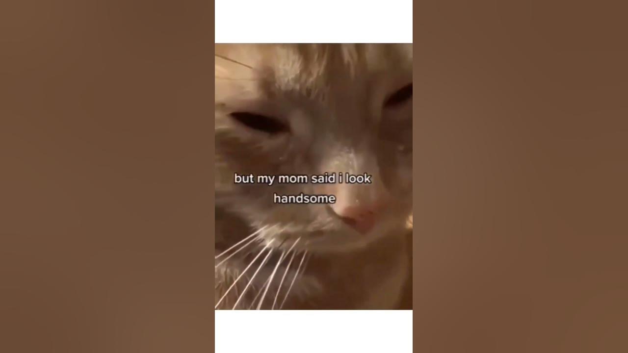 Cat Crying Youtube