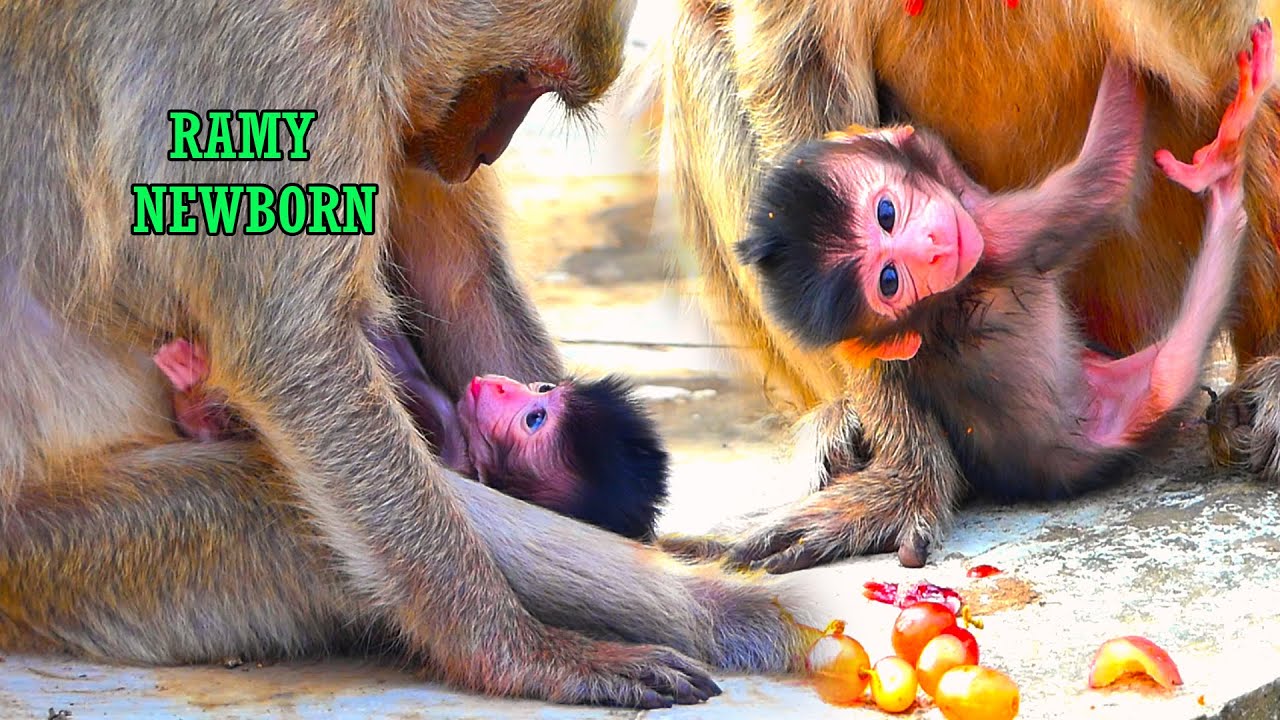 Wonderful Congrats! Monkey Ramy got her newborn. Gorgeous new baby ...