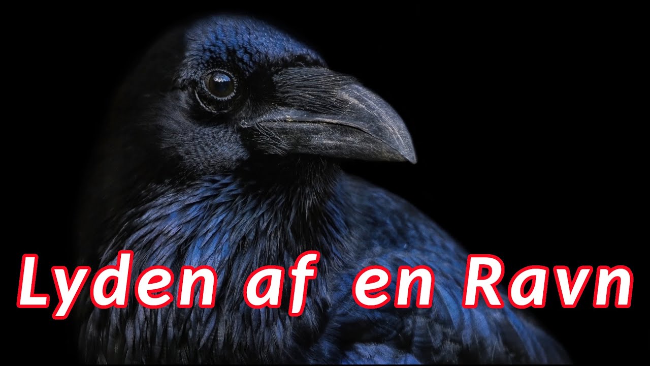 Lyden af en Ravn - Lydene en ravn laver - YouTube