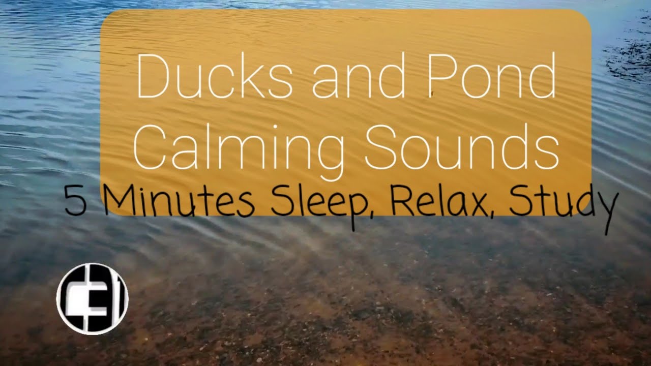 DUCKS AND POND CALMING SOUNDS | Relax, Study, Sleep | 5 Minutes White ...