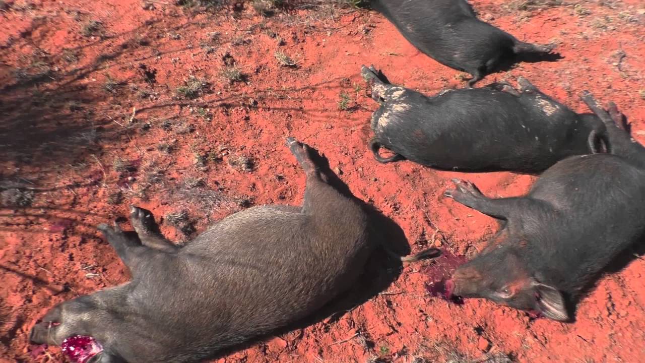 Jacko and Red Dawg: Basic Training - YouTube