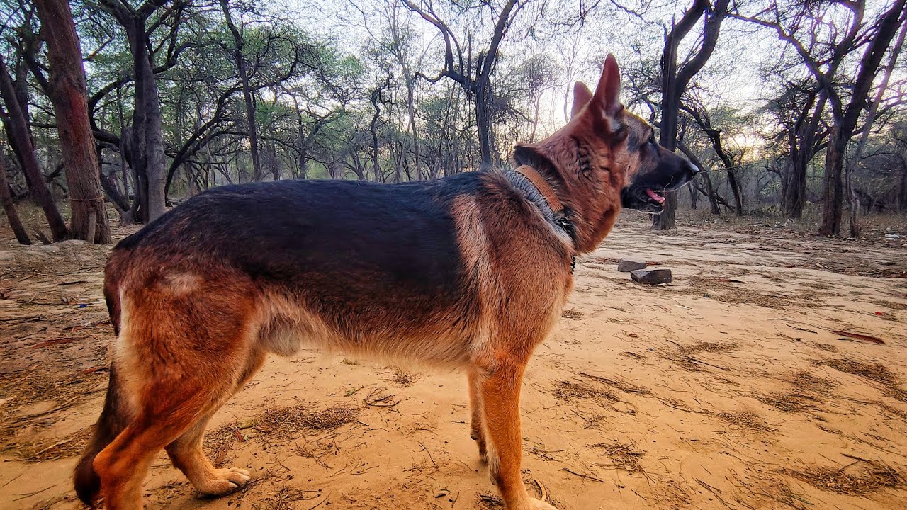 Shadow : The German shepherd - YouTube
