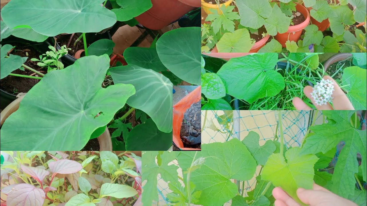 har har Mahadev 🙏 May month overview|container gardening summer crops ...