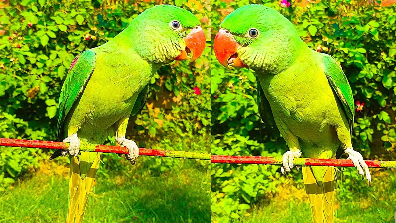 Raw parrots Natural baby sound/ voice bolnywalatota Kashmiri parrot ...