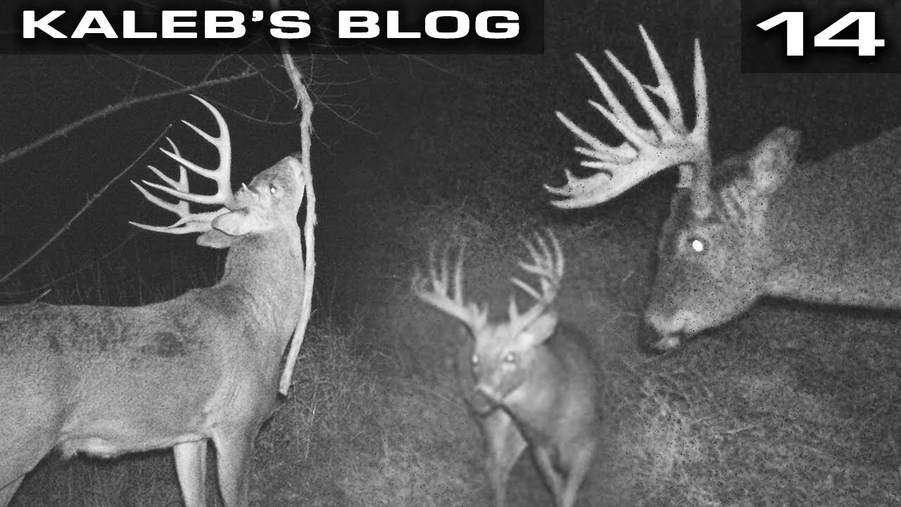 River Farm Bucks, BIG Buck Update | Kaleb's Blog - YouTube