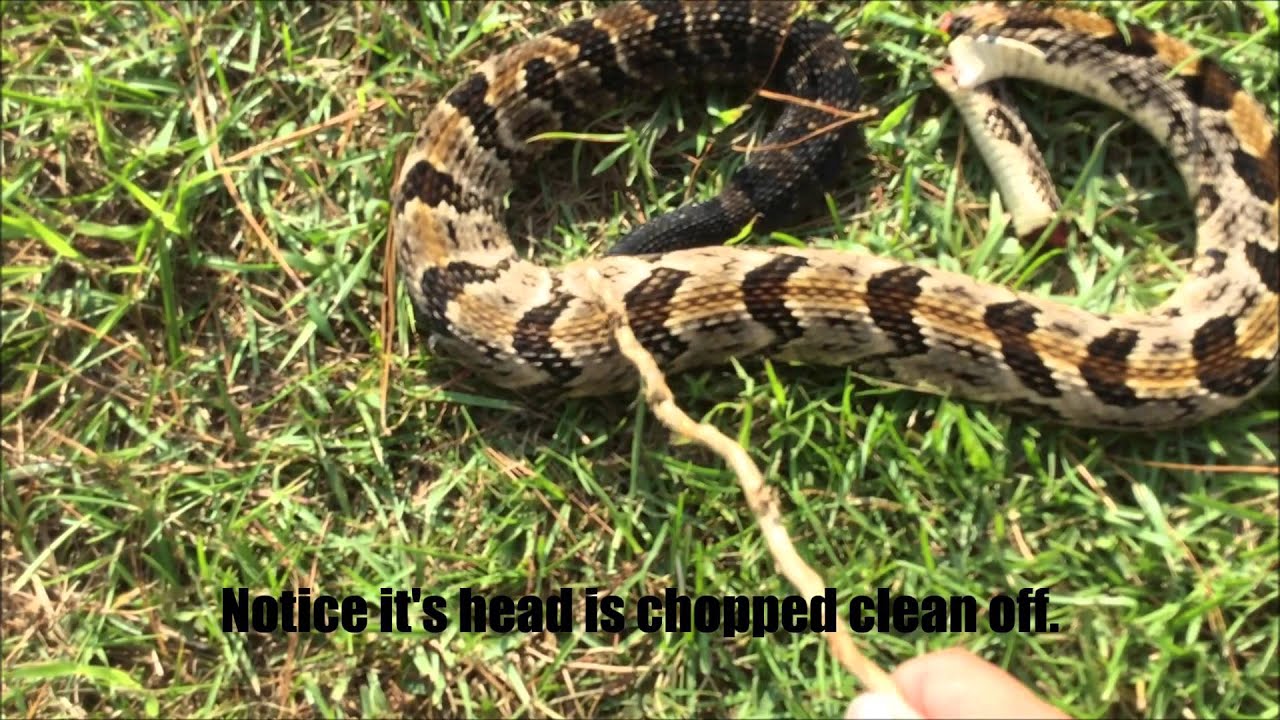 Decapitated Snake Still Reacts to Stick - YouTube