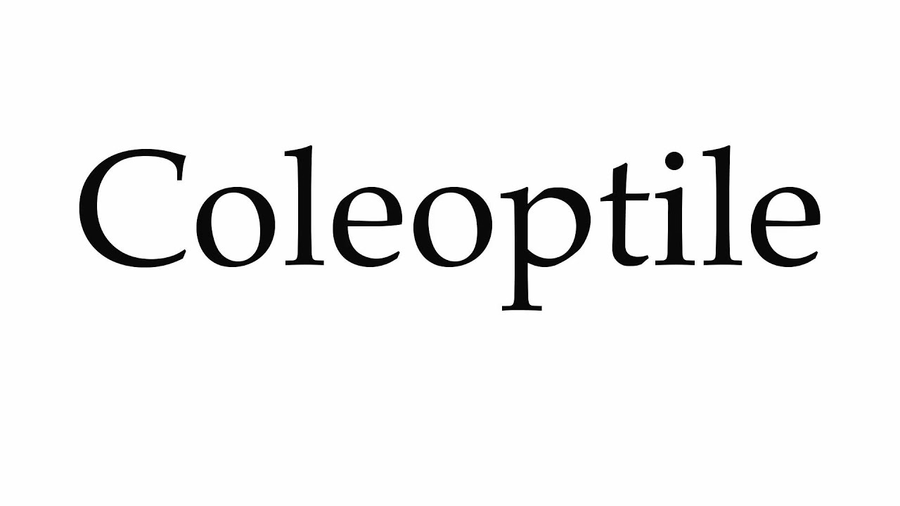 How to Pronounce Coleoptile - YouTube
