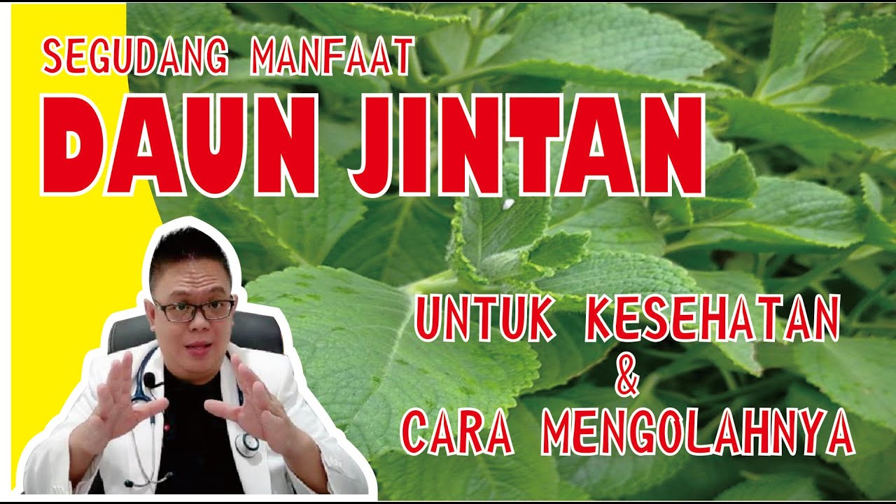 SEGUDANG MANFAAT DAUN JINTAN UNTUK KESEHATAN DAN CARA MENGOLAHNYA - YouTube