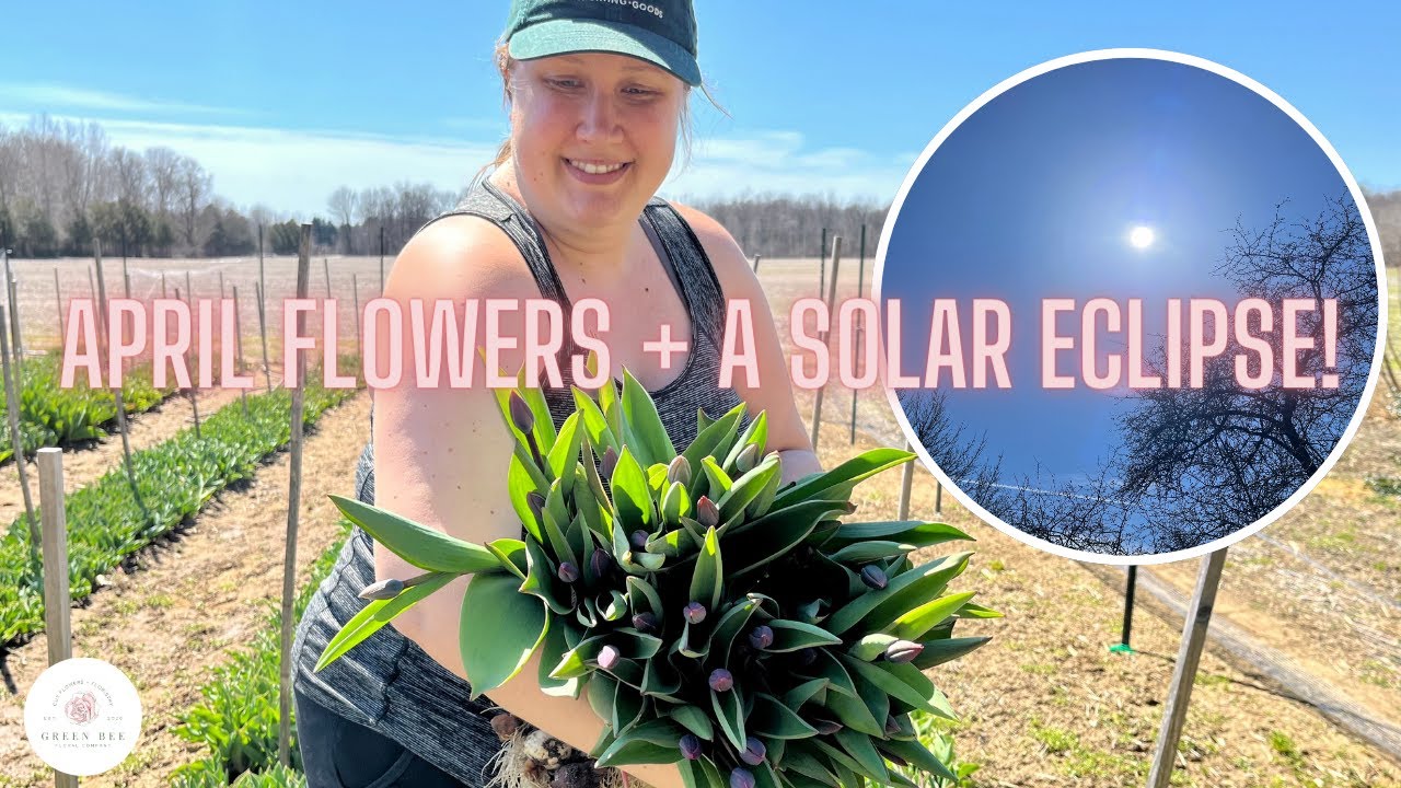 April Flowers and a Solar (sort of) Eclipse // Tulip Time has Begun!! // Green Bee Floral Co ...