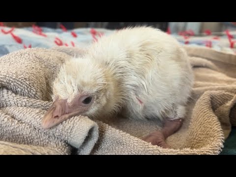 White Emu Chick #emu #bird #babyanimals #babybird - YouTube