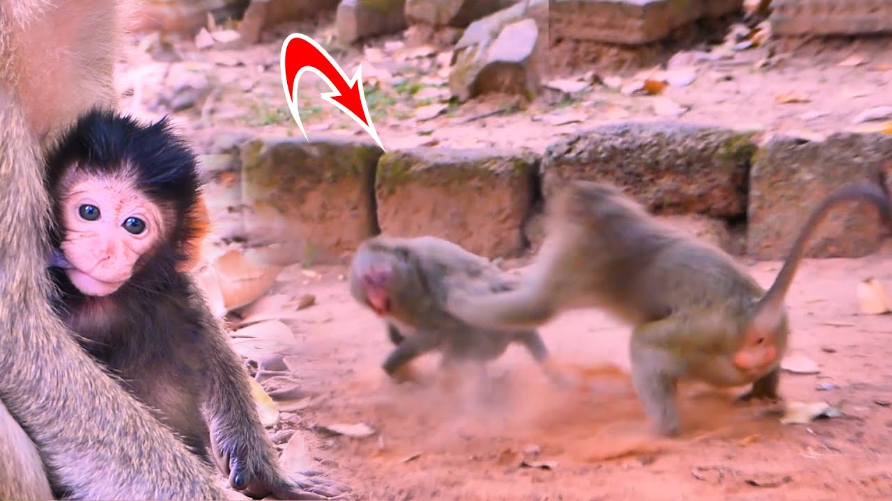 Monkey Rex bi.te a female monkey and cries. Loudly makes the newborn ...