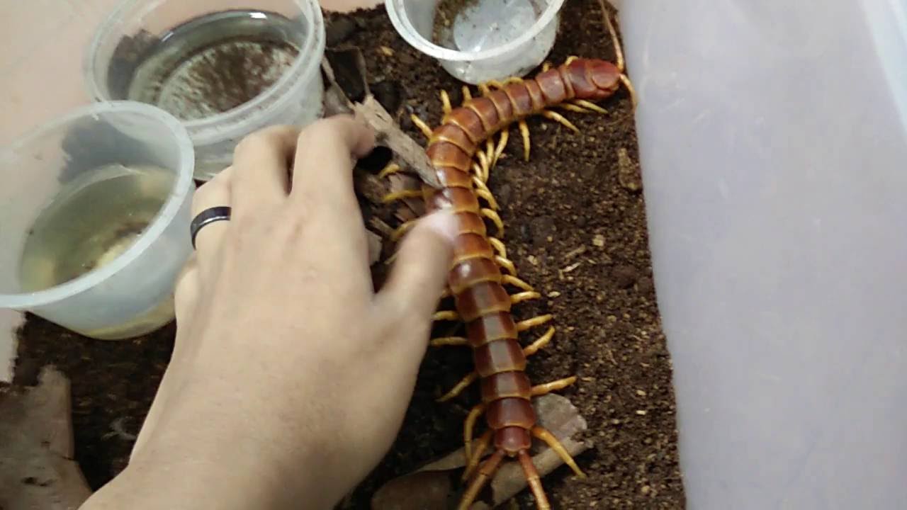 Handling the Biggest Centipede in the world ! - YouTube