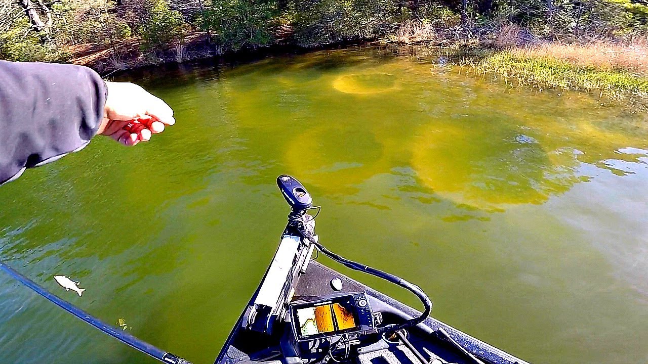 These Fish are HUGE!! --Bass Fishing a Power Plant Lake - YouTube