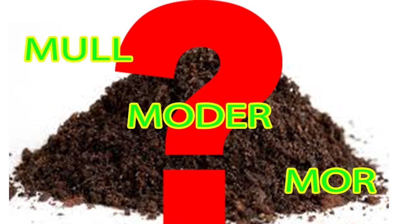 Qu'est ce qu'un MULL, MODER et MOR ? - YouTube