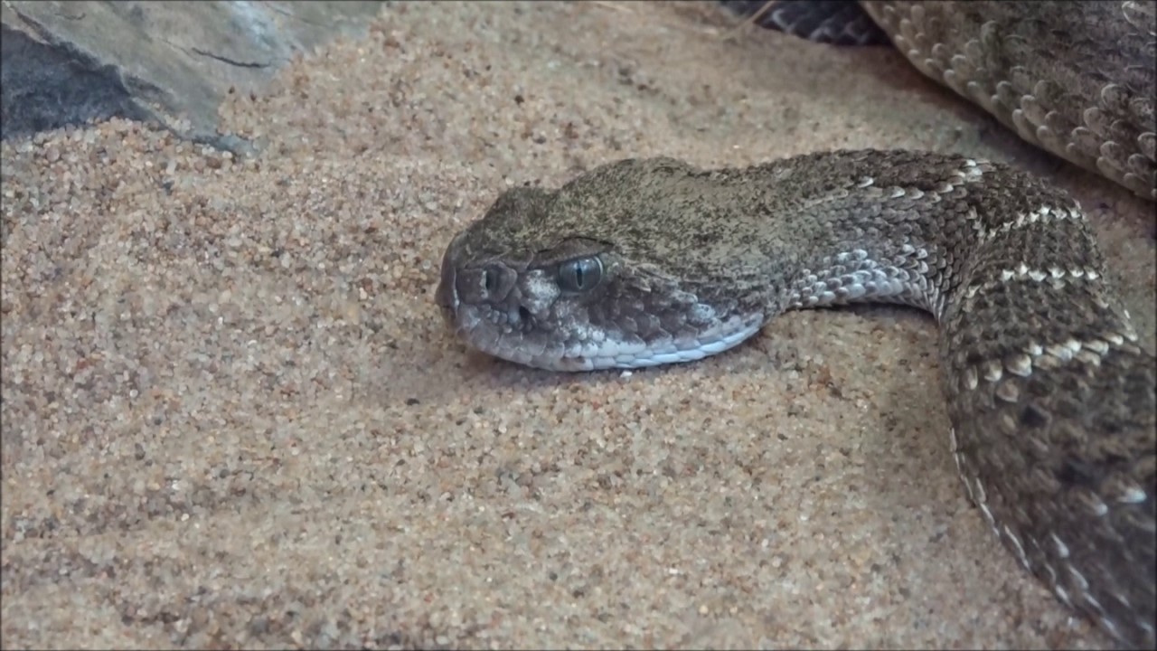 Rattlesnake at the Tulsa Zoo - YouTube