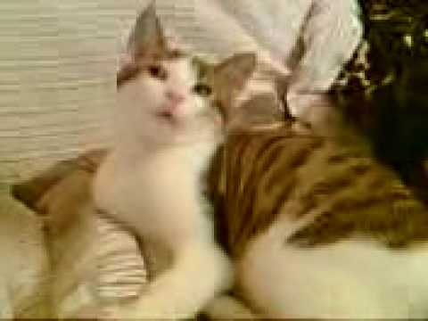 süsser tommy  (evimizin nesesi)