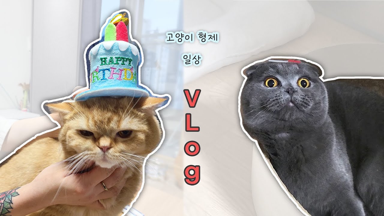 까미제리 일상 브이로그 ㅣ 냥이 V Log ㅣ제리 생일 ㅣ공 중독냥이ㅣ 고장난고양이ㅣ 스코티쉬폴드 ㅣ브리티쉬숏헤어 ㅣ고양이 형제