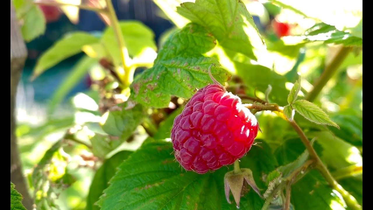 Raspberry Tree - YouTube