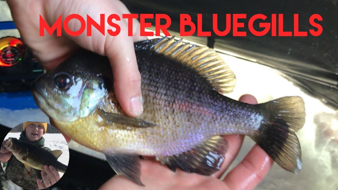 Monster Bluegills and Bonus Fish Through The Ice - YouTube
